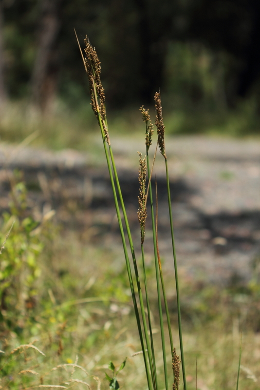 Montrose's Wild Garden: Grasses,Ferns,Groundcovers & Climbers