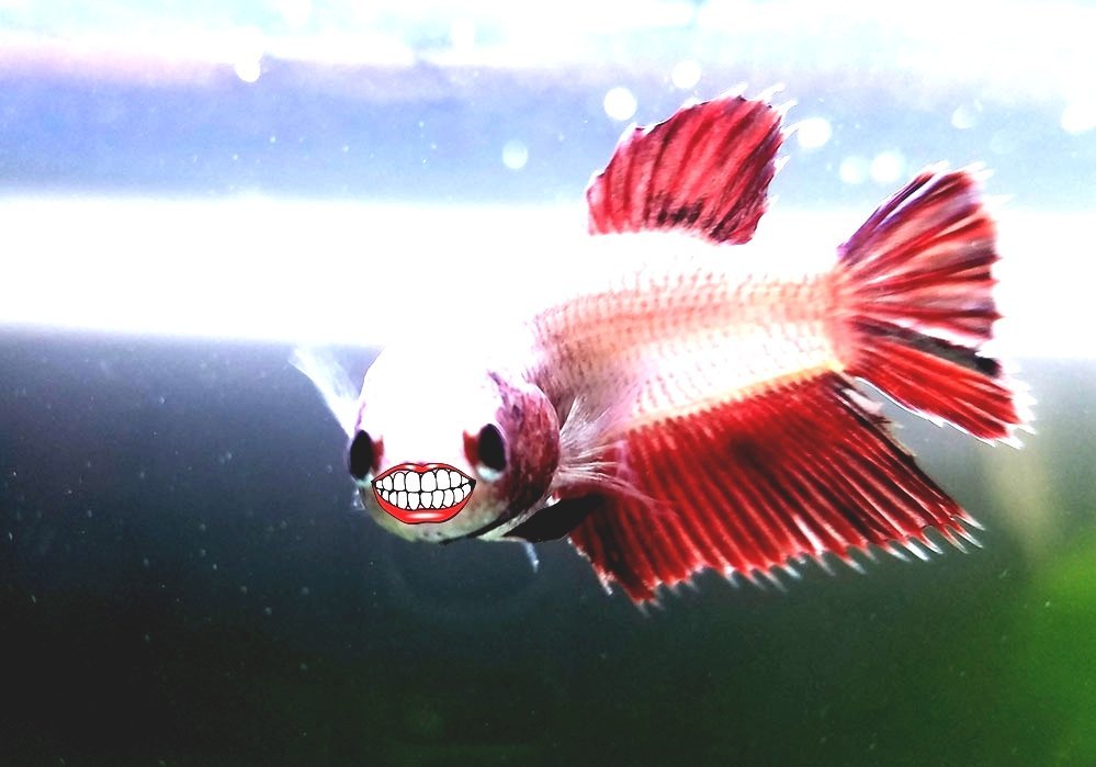 Fish Anatomy - Do All Fish Have Teeth