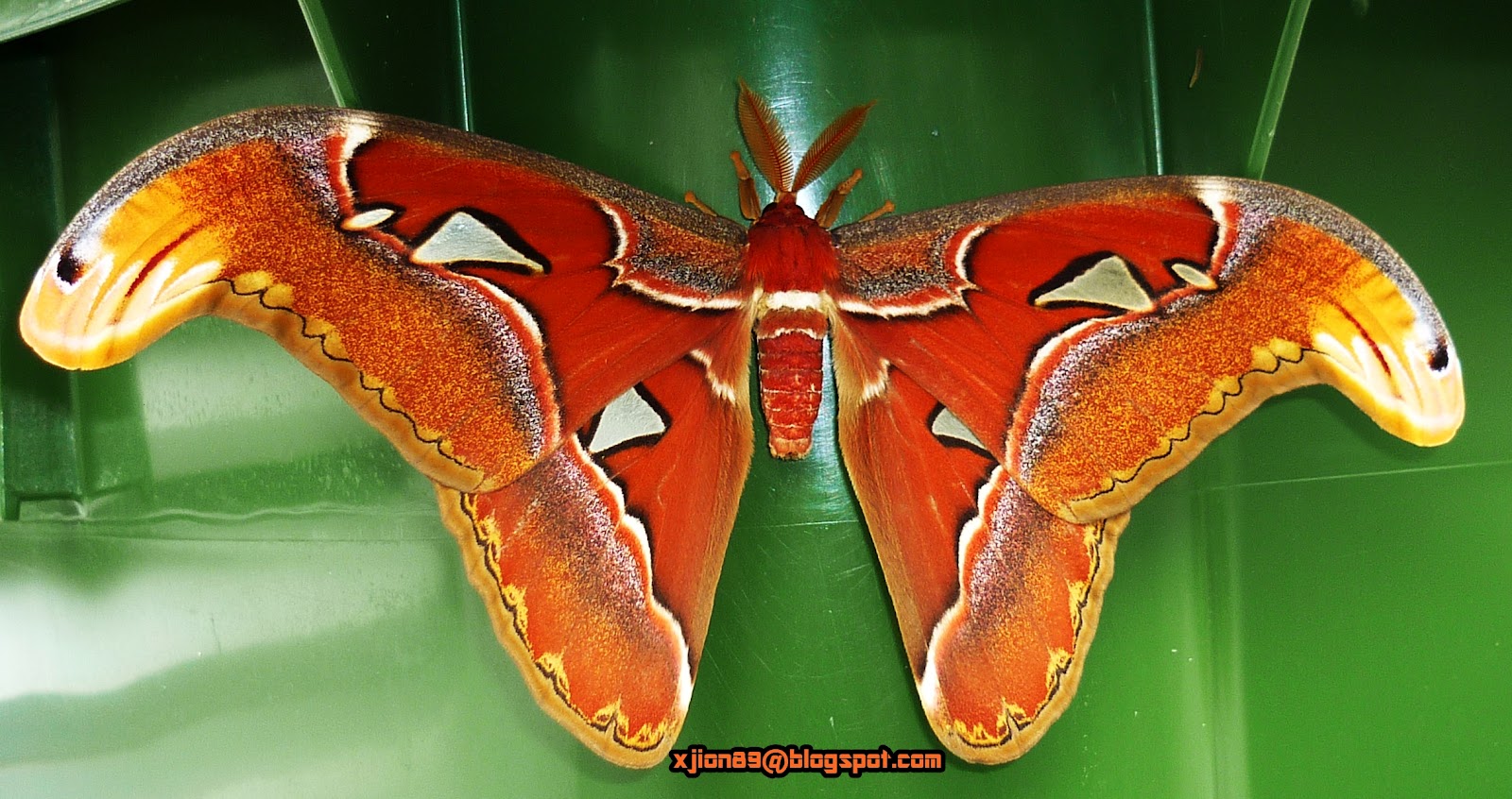 Insectology: The Majestic Moth | My Little World