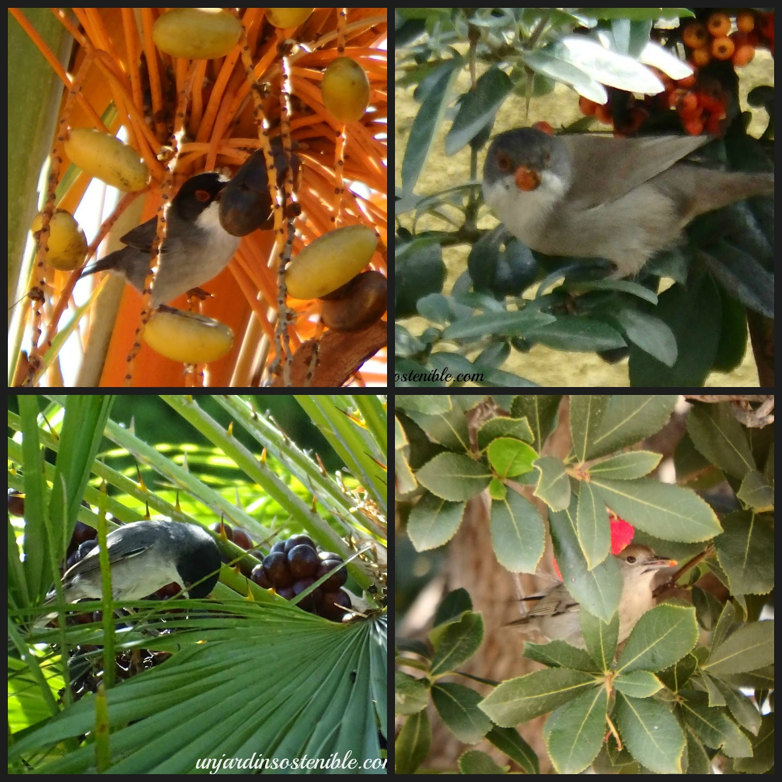 La importancia de Insectos y Pájaros en nuestro Jardín-Huerto