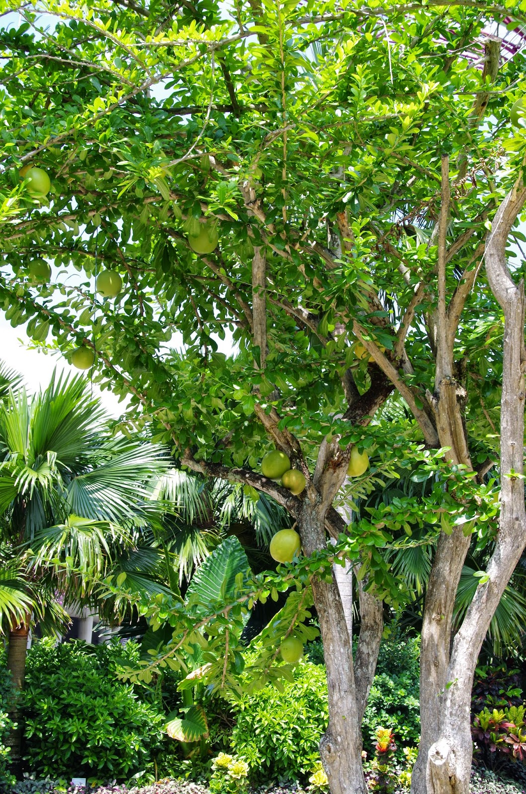Trees and Plants: Calabash Tree