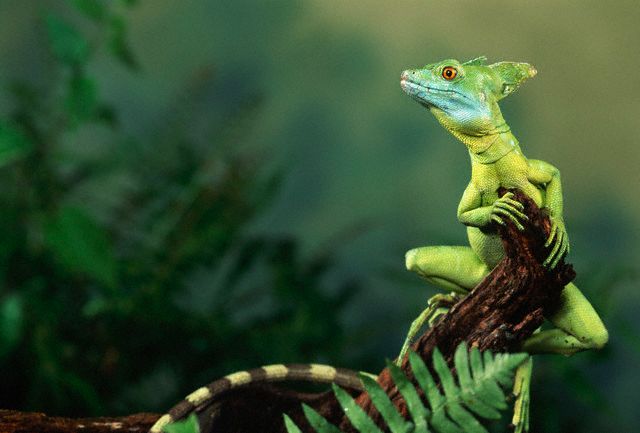 Plumed Basilisk | Animal Unique In The World