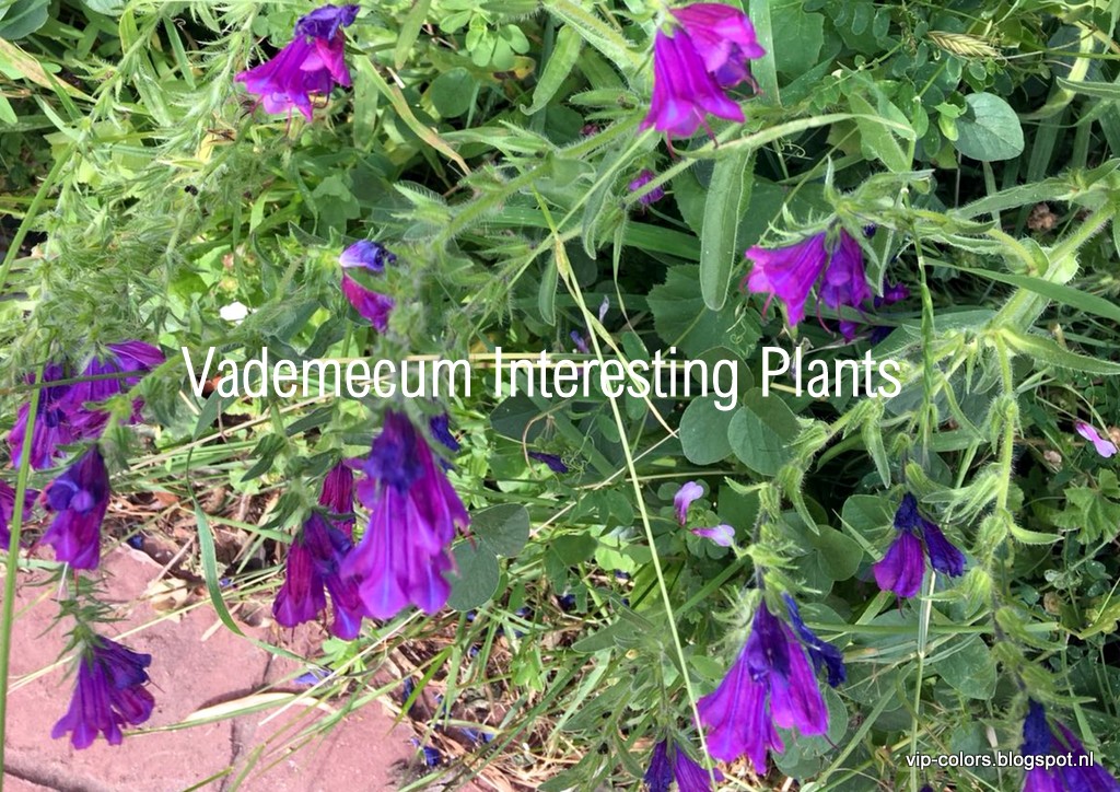 Vademecum Interesting Plants: Vicia cracca - Wyka ptasia - Vogelwikke