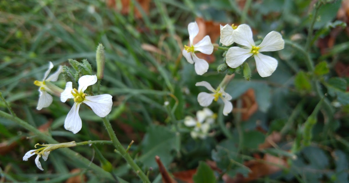 Naturnachbarschaften: Acker-Hederich/-Rettich - Raphanus raphanistrum