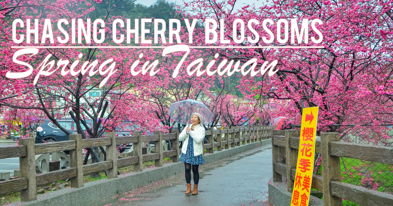 Chasing Cherry Blossoms in Taiwan | Lady & her Sweet Escapes