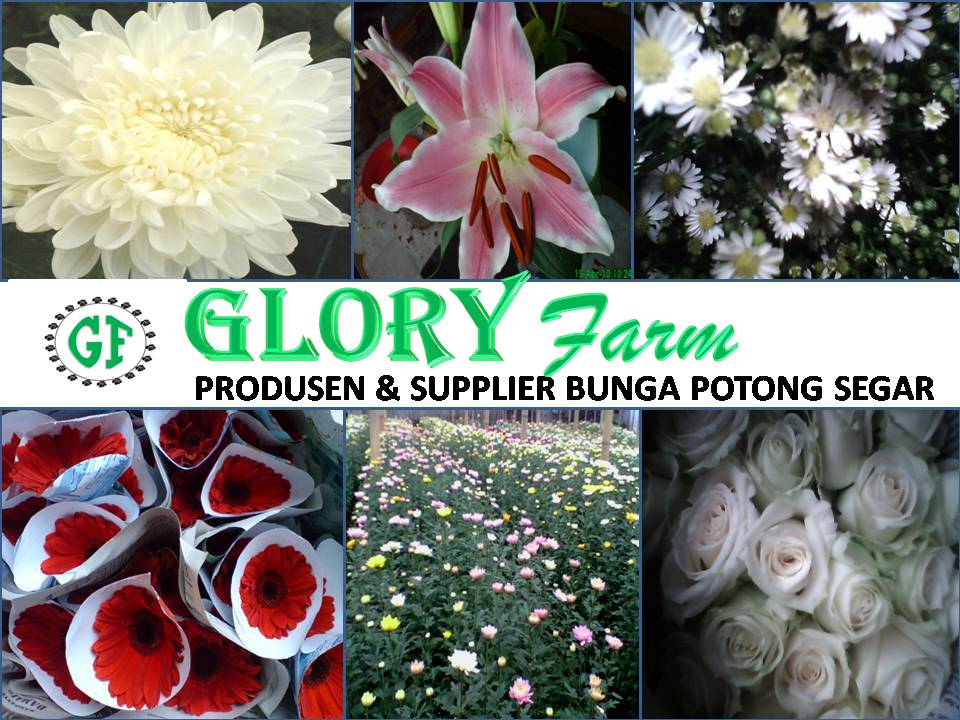 KELOMPOKTANI GLORYFARM: PRODUSEN DAN SUPPLIER BUNGA SEGAR