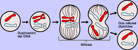 La división celular - Biología