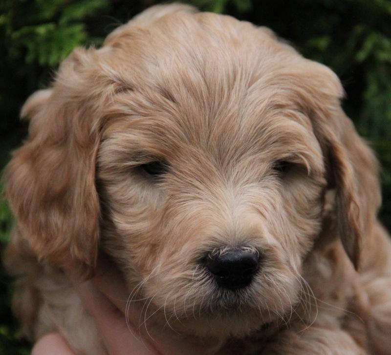 Yesteryear Acres - Doodle Days : Little Mango Puppies....Almost Ready!