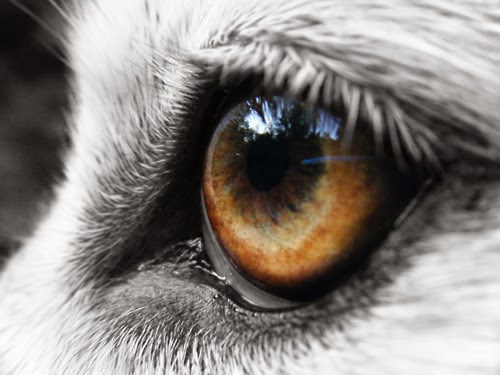 White Wolf : Stunning Closeup Pictures of Wolves Will Reach Into Your Soul