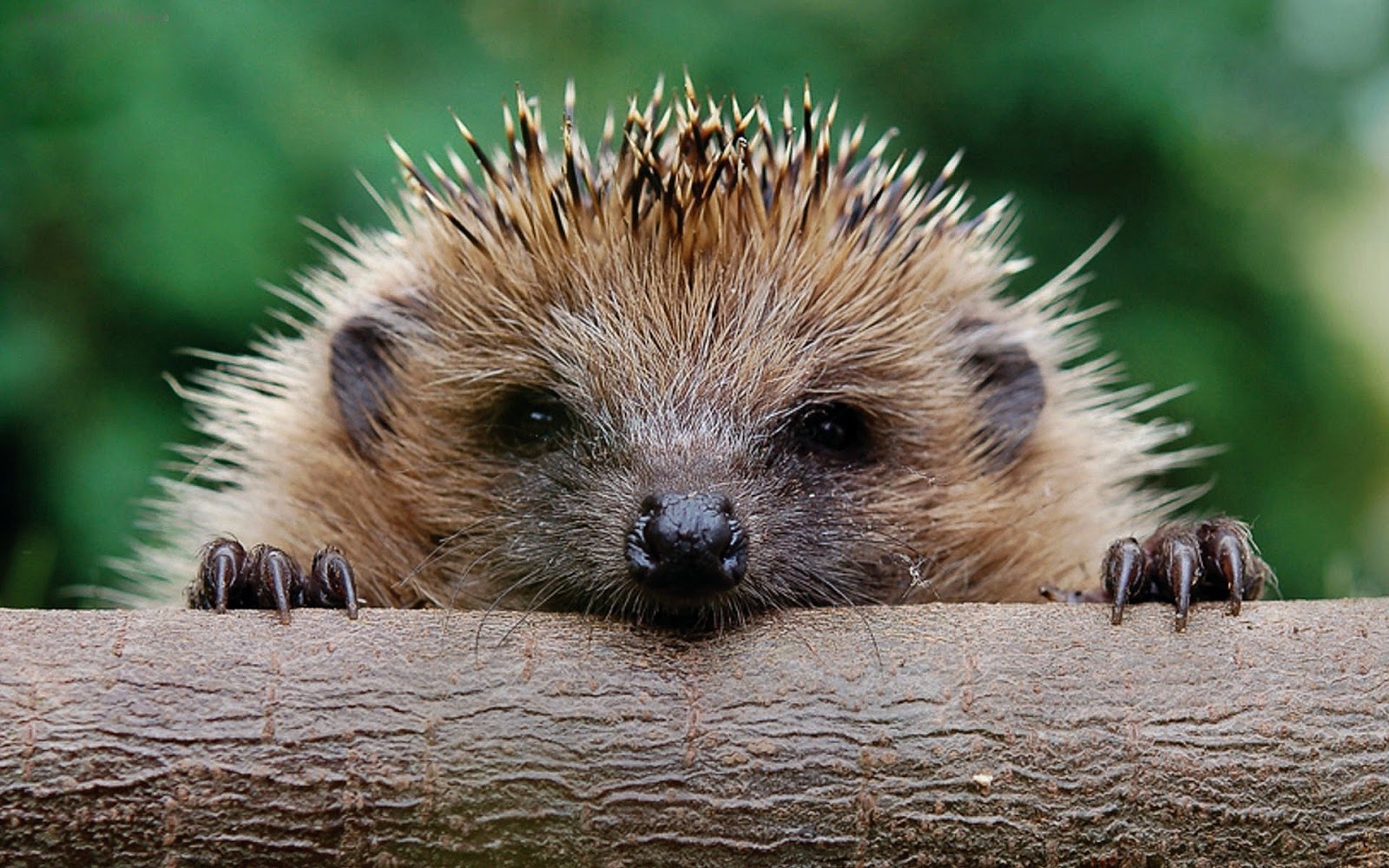 Animales Raros: El Erizo común