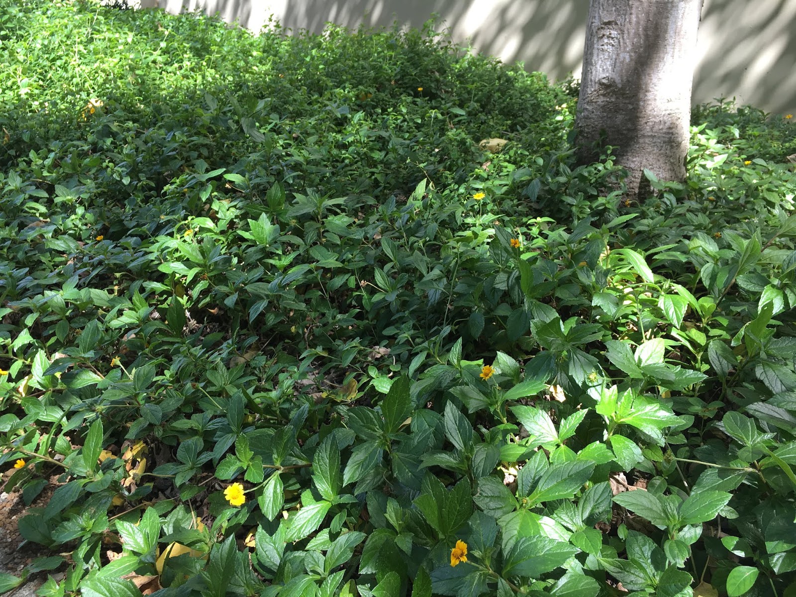 Sphagneticola trilobata (Wedelia)