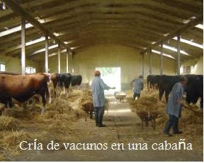 GEOGRAFÍA PARA TODOS: Ganadería en el Uruguay