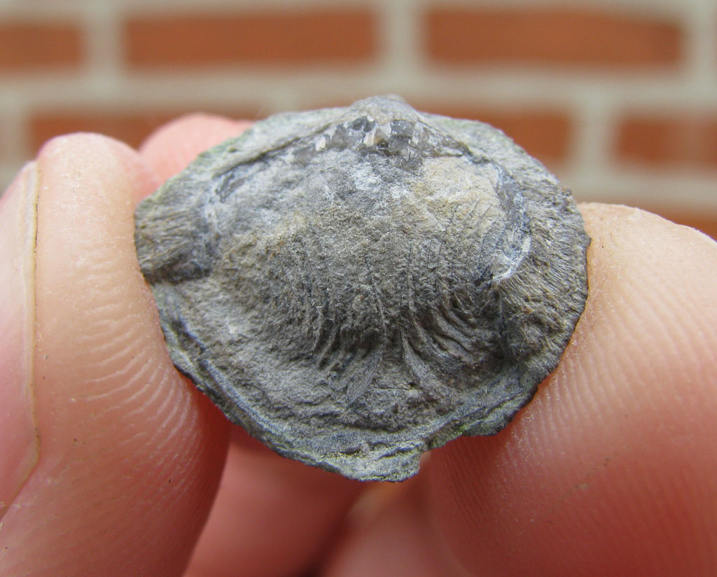 Views of the Mahantango: More Brachiopod lophophore supports