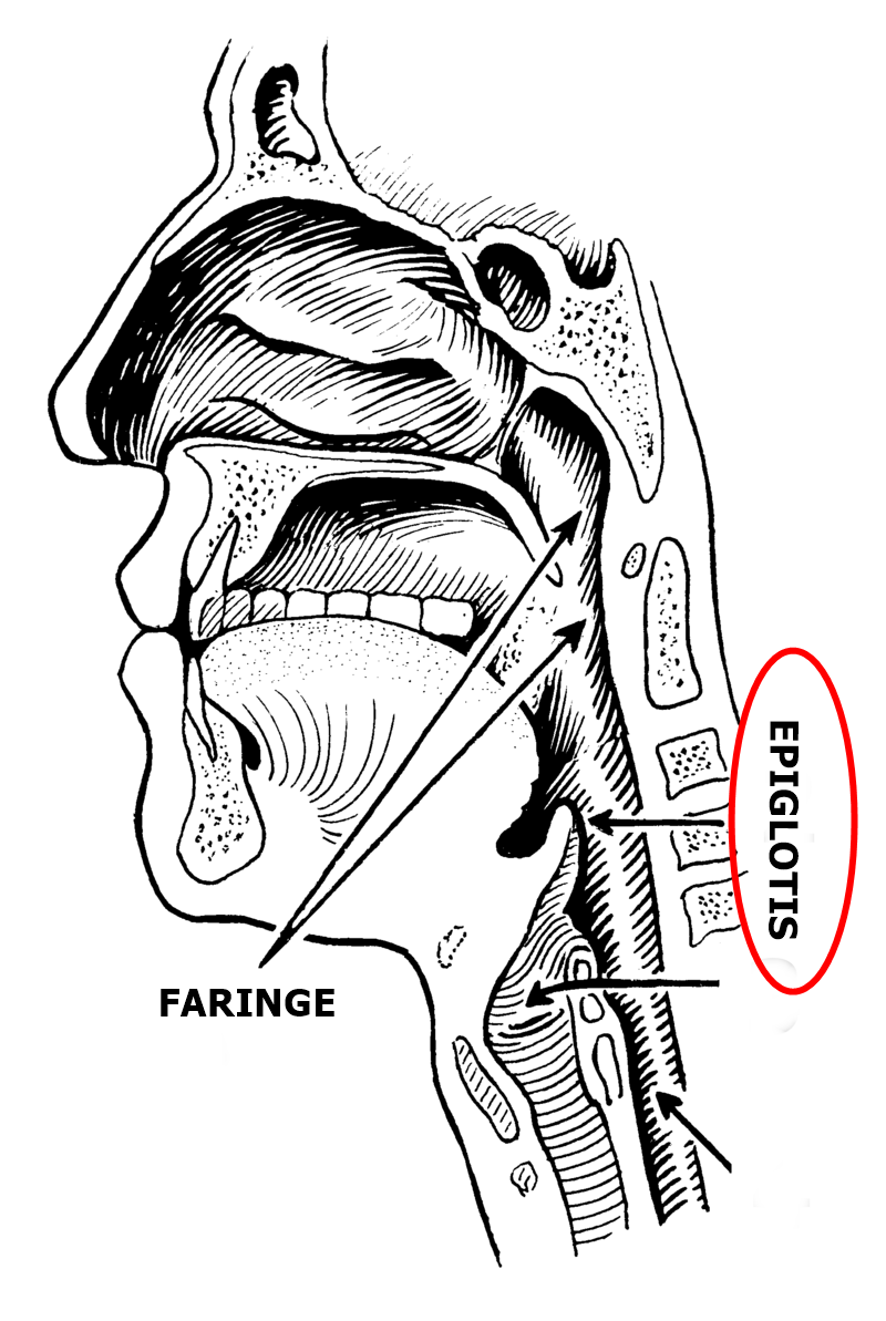 Sistemas Sensoriales