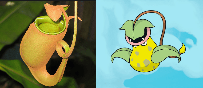 10 Pokemon That Actually Exist pokemon in real life TOPXTOP FUNNY topxtop