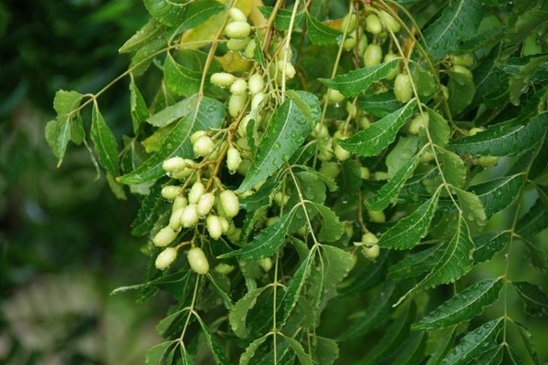 Pohon Koptri | Kebunpedia