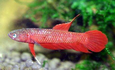 Redish Dwarf Fighter - Betta rutilans ~ Nice Betta