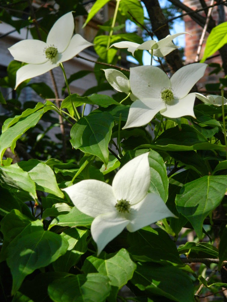 Garden Muses: A Small Toronto Gardening Services Company Blog: March 2014