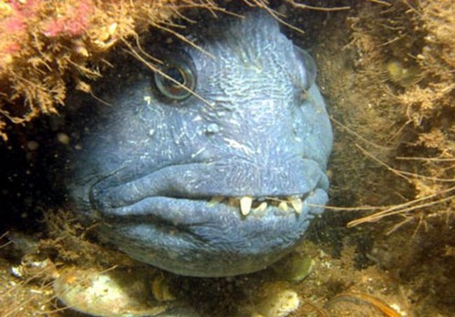 Wolffish ~ Aquatic Animals