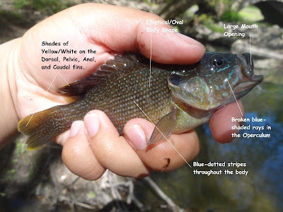 Extreme Philly Fishing: Be a "Sunfish Expert:" A Simple Guide for ...