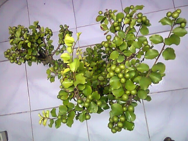 Adi Bonsai Madura: Pohon rukam ( Flacourtia indica)
