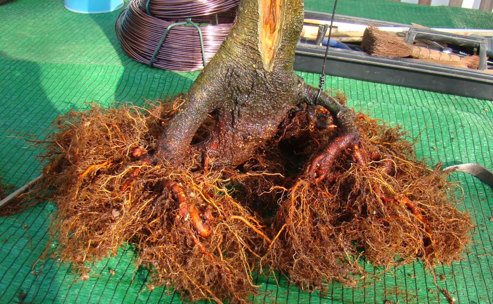 Tierra y Agua: INJERTANDO RAICES