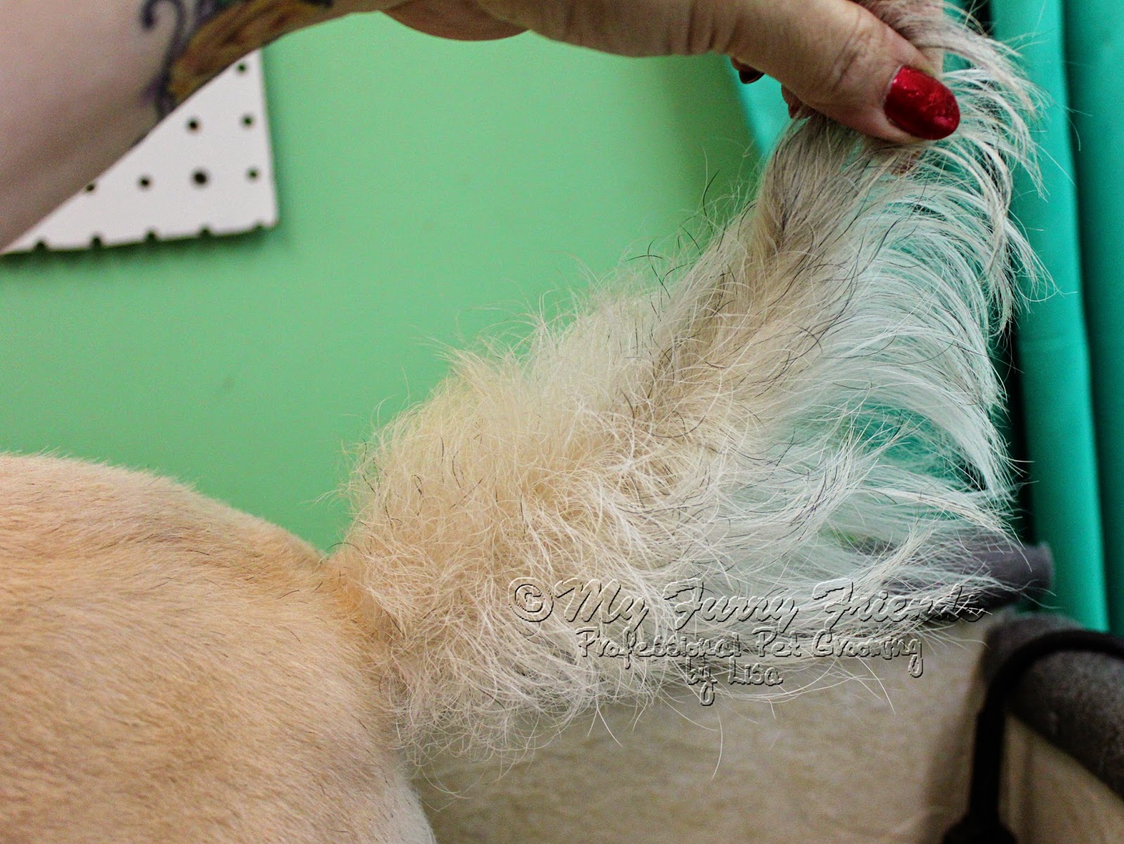 Pet Grooming: The Good, The Bad, & The Furry: Tails, Tails, and More Tails