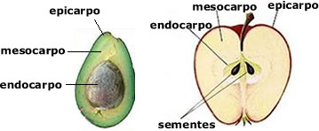Conexão sem Limites