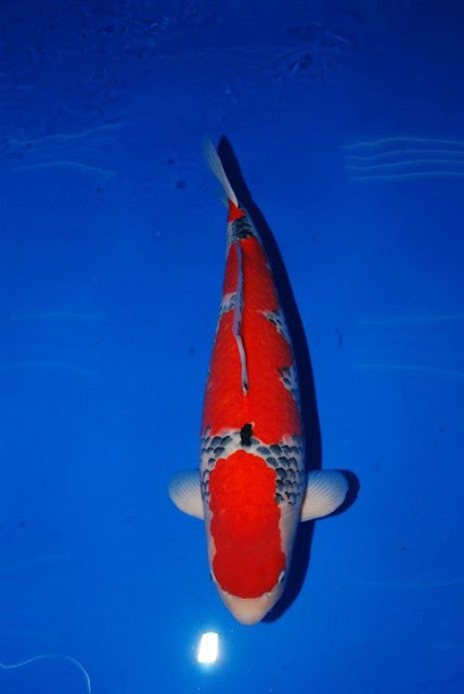 Koi Acres Blog: Photos from the 2012 All Japan Koi Show