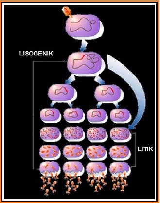 BIOLOGI GONZAGA: VIROLOGI