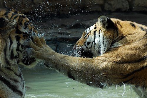 Tiger Slaps Male Tiger - Introspective World
