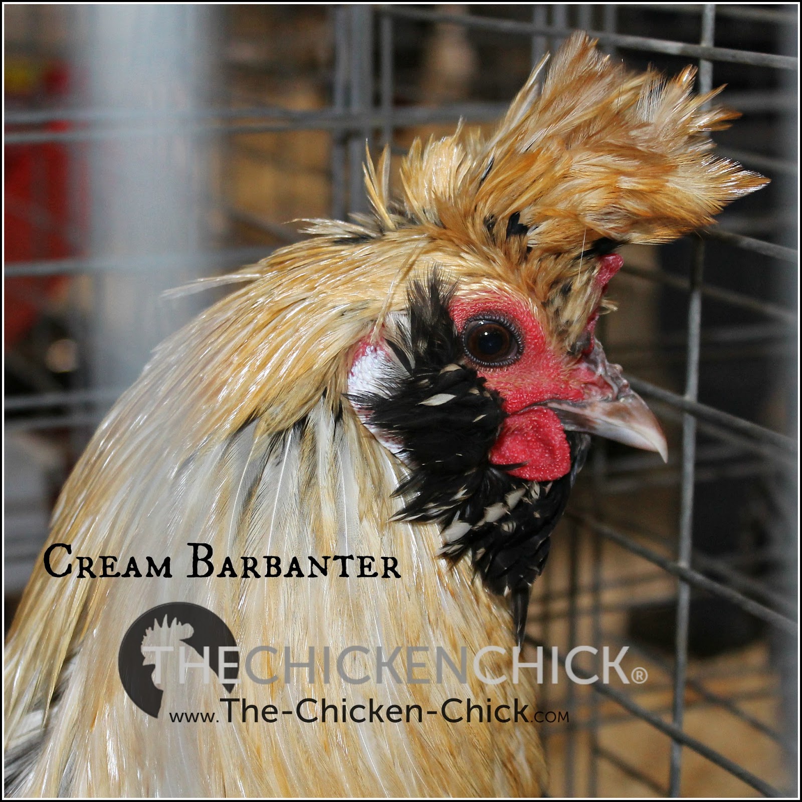Tips For The Help Of Crested Chicken Breeds