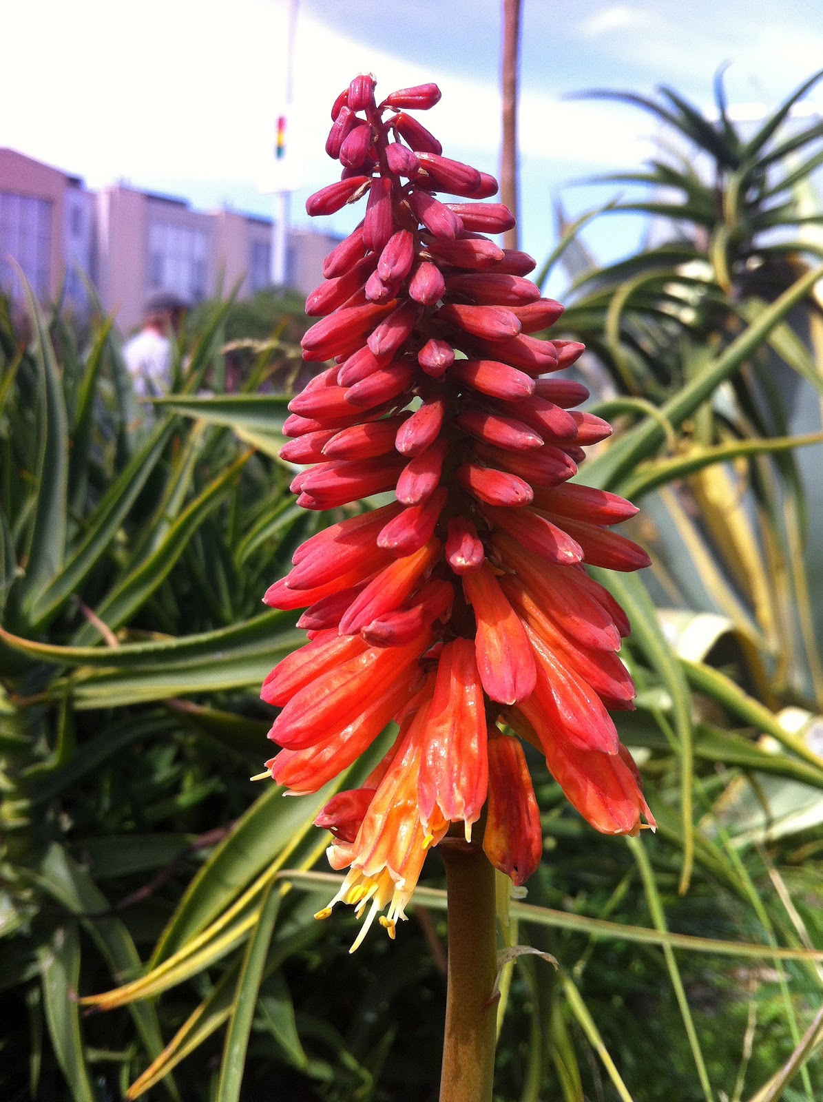 Pennsylvania Street Gardens: Plant Profile: Kniphofia