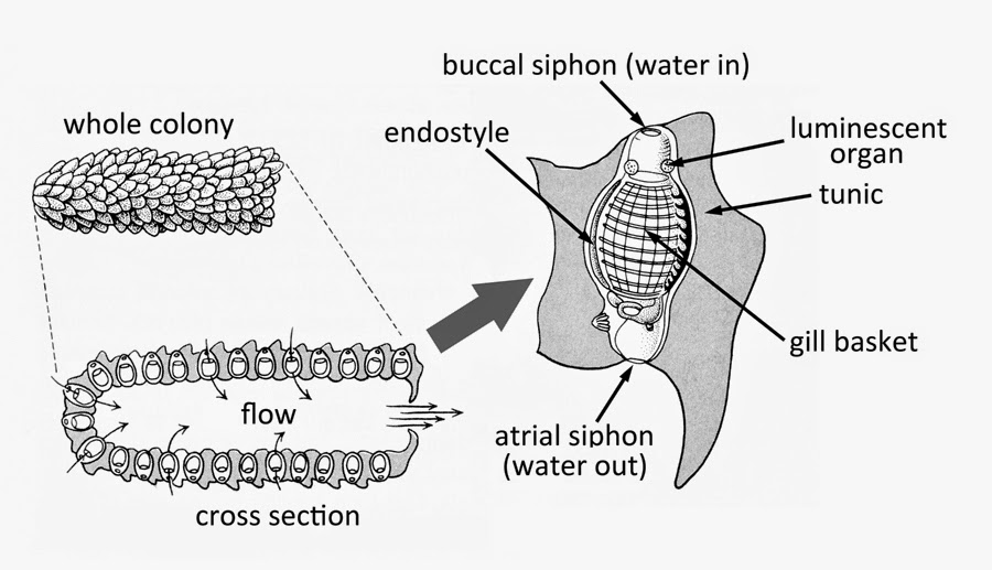 The Natural History of Bodega Head: "Fire bodies"