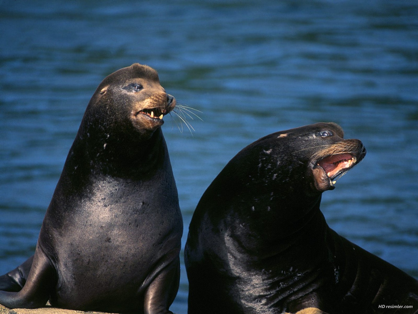 Sevimli Fok Balığı Resimleri ~ Resimler Diyarına Hoşgeldiniz