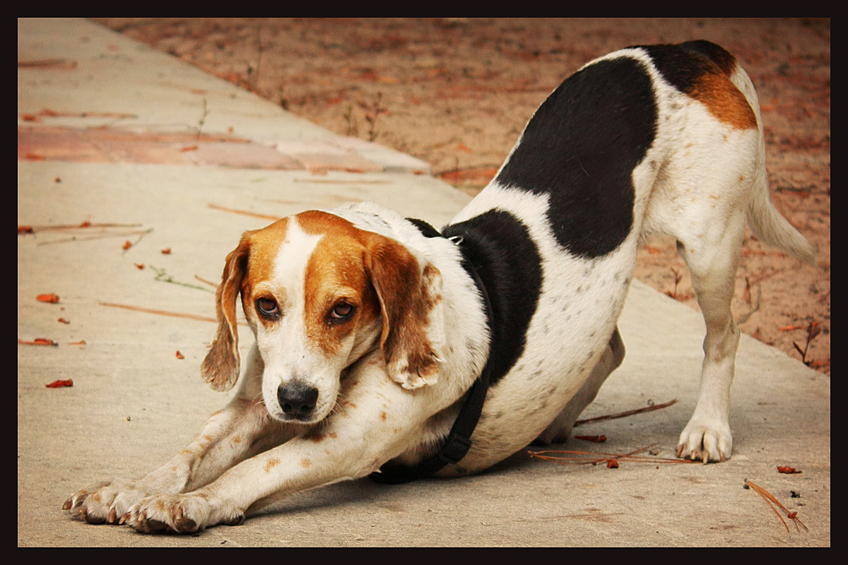 Barbs Blurbs: Beagle Bugle....