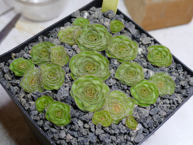Drosera zonaria photos