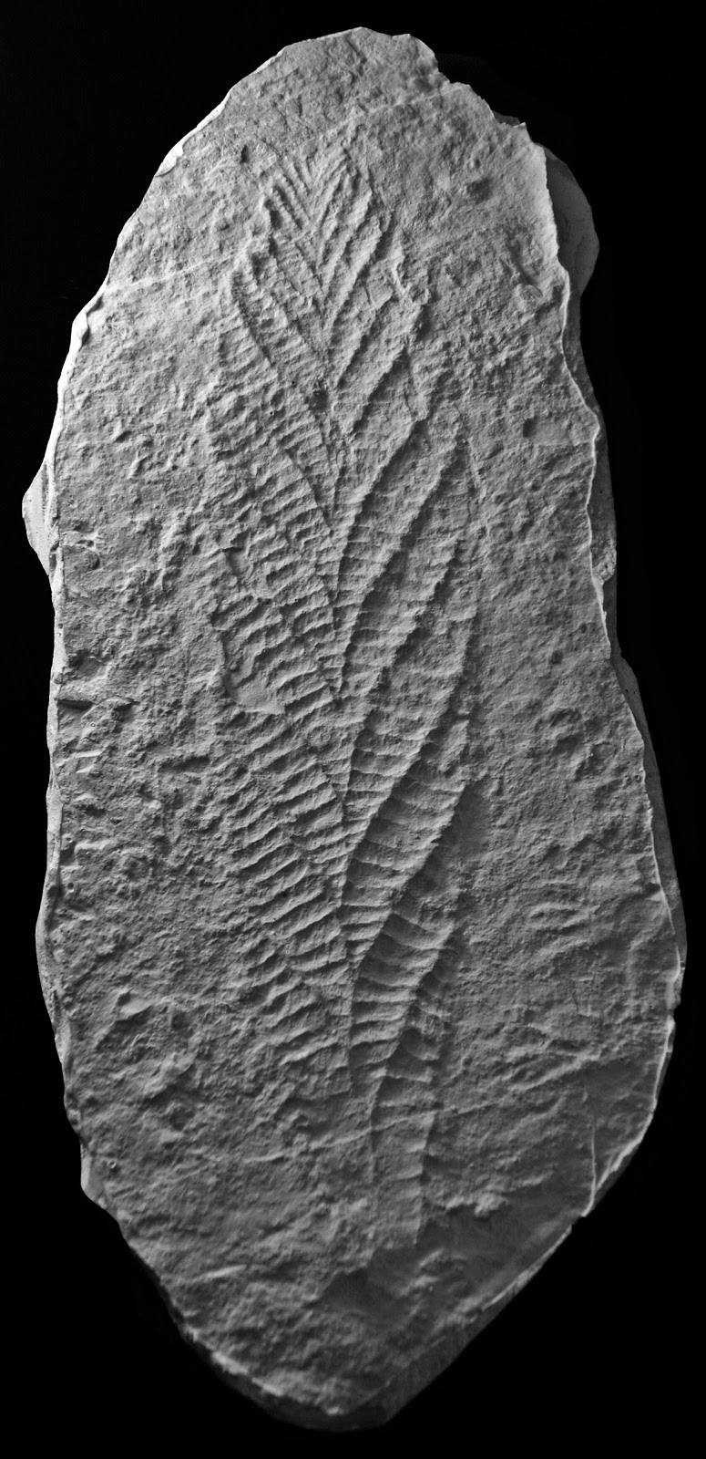 Science in the clouds