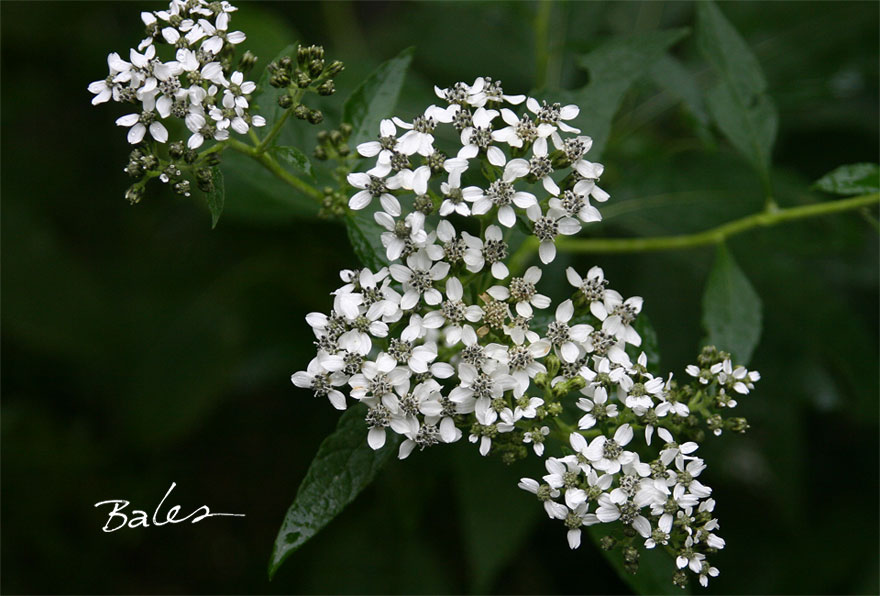 Ijams Journal: Frostweed: an icy plant to watch in winter