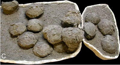 Sciency Thoughts: A new species of Titanosaur from the Late Cretaceous ...