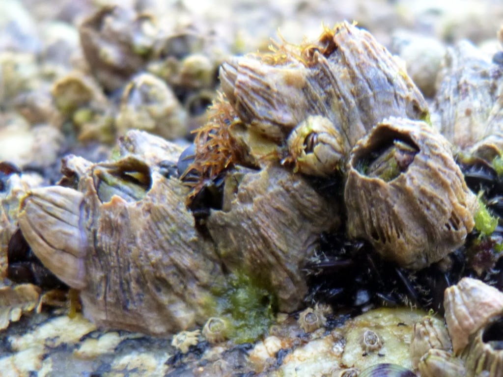 Taxonomía Arthropoda: Clase Maxillopoda