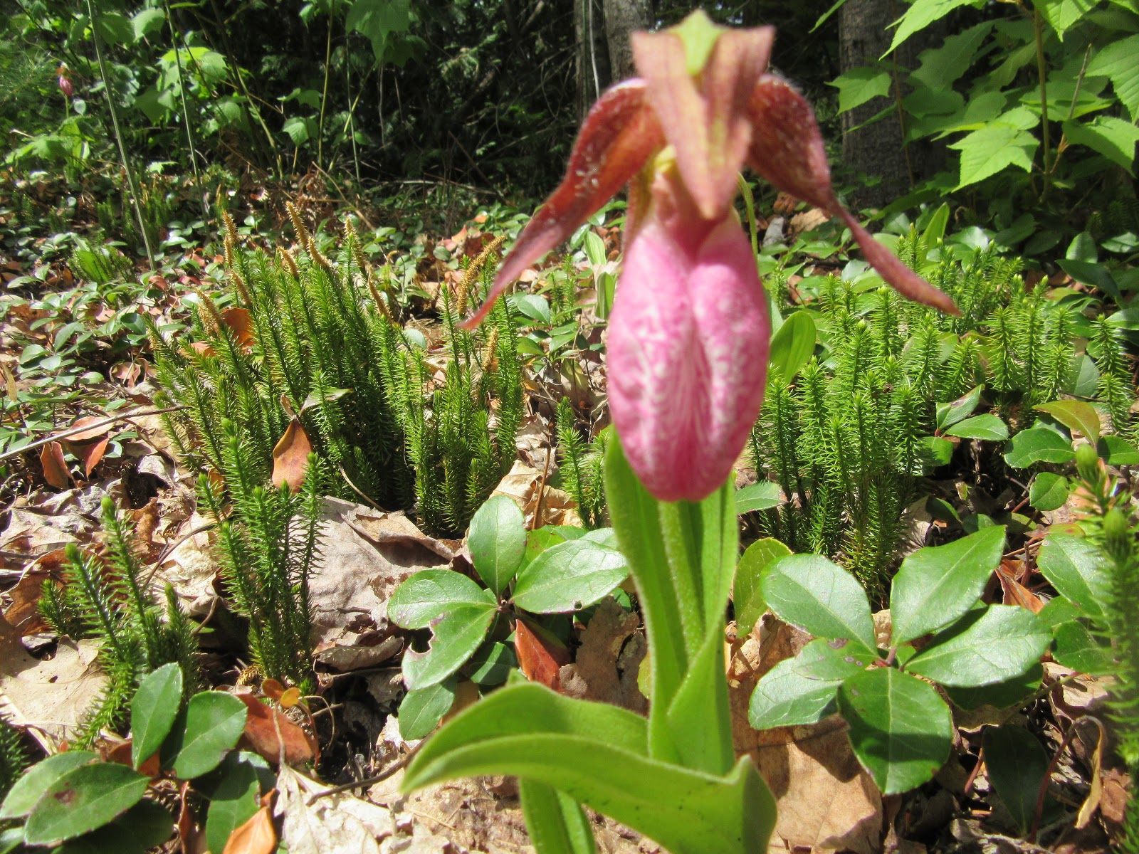 northernbliss: TESTICLE PLANTS - AKA LADY'S SLIPPER