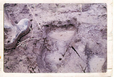 Sasquatch Tracks: Pictures of Sasquatch Tracks and Casts