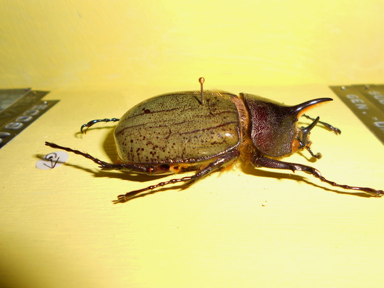 Insectos y Artrópodos Mexicanos y extranjeros: Importancia Ecológica de ...