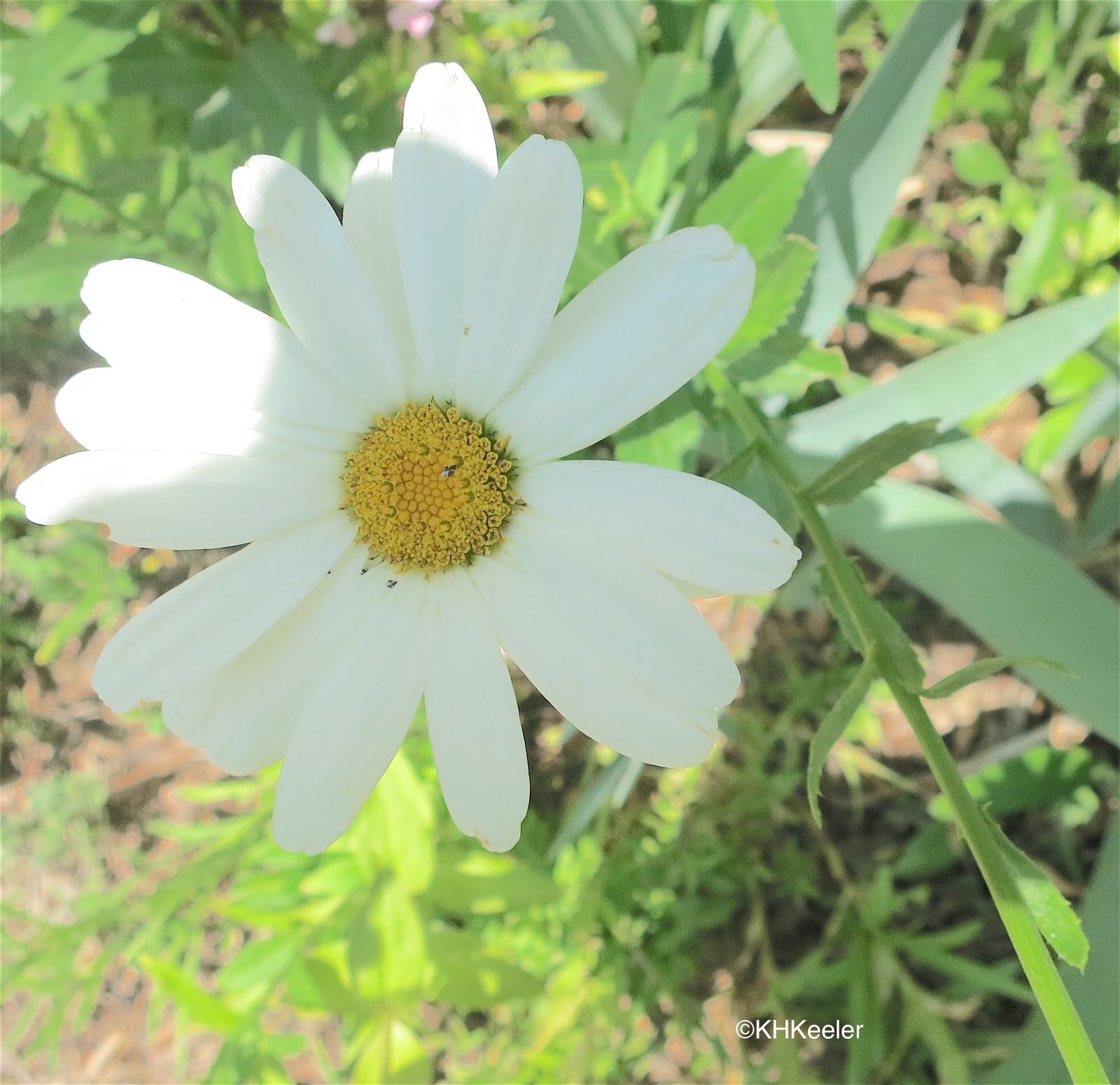 A Wandering Botanist: Plant Story--Ox-Eye Daisy, Leucanthemum vulgare,