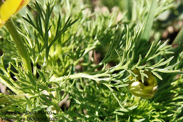 VILLENATURA: Adonis microcarpa
