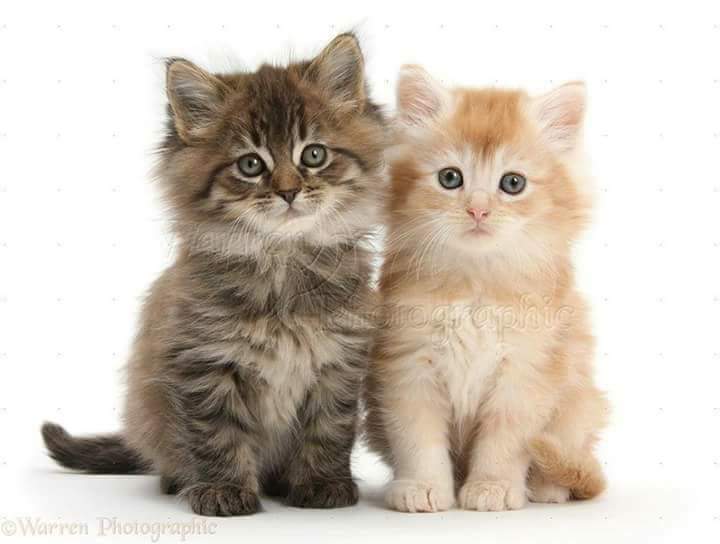 Feline NAMES Dependent On Desserts AND Tidbits feline-names-dependent-on-desserts-and-tidbits