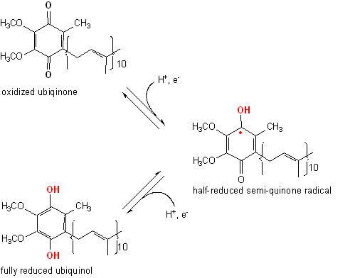 World of Biochemistry (blog about biochemistry): Cellular respiration ...
