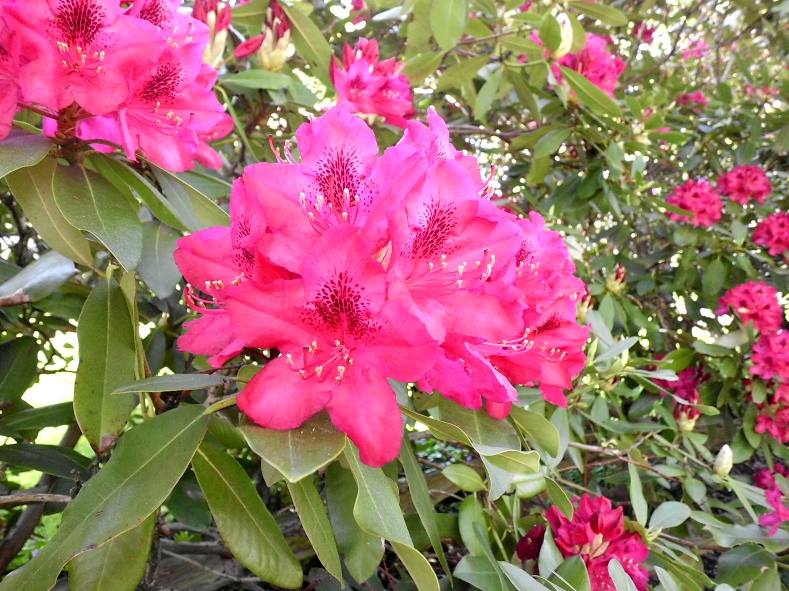 Livin' In The Green: Photo Walk - Rhododendrons