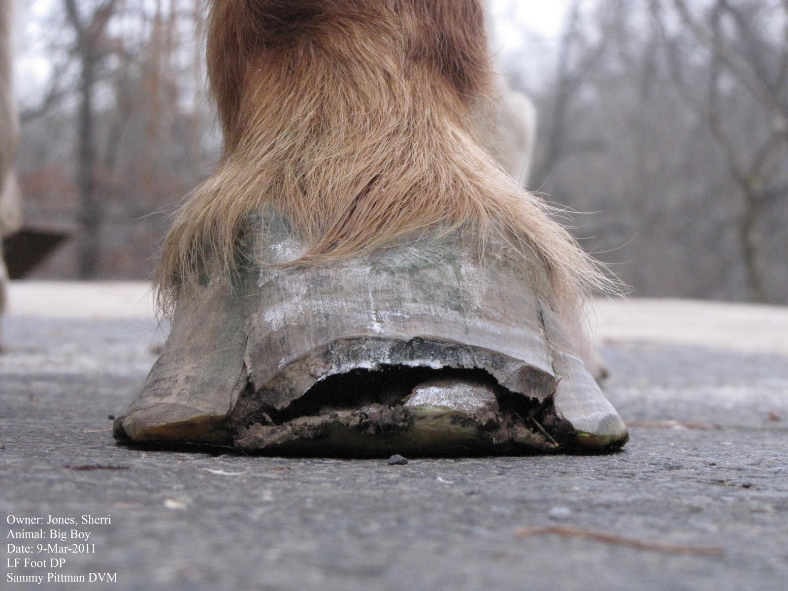 Innovative Equine Podiatry: White line disease case study